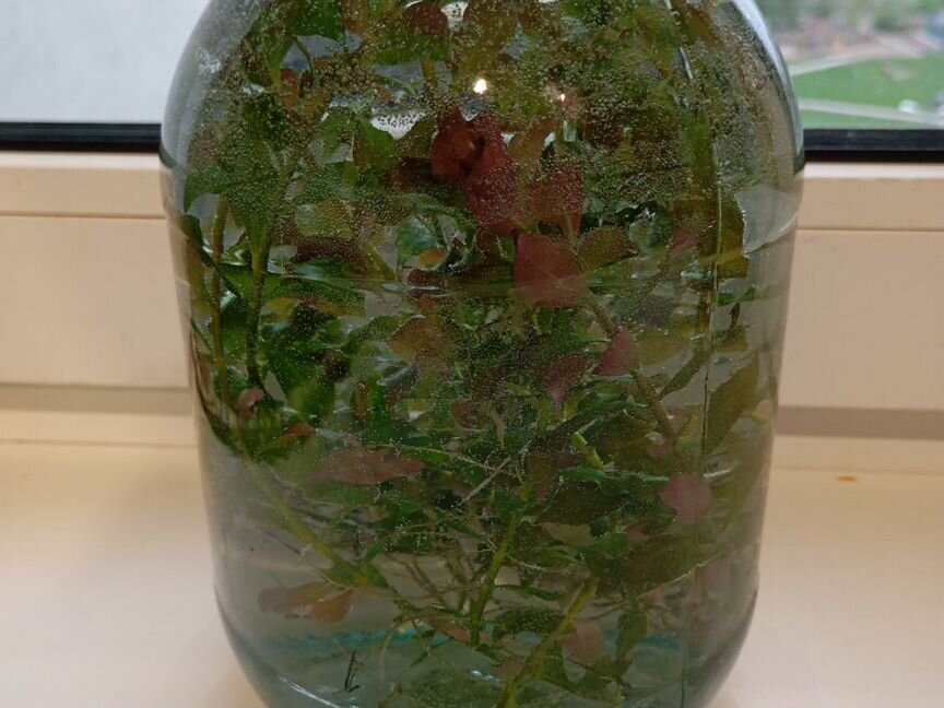 Аквариумные водоросли