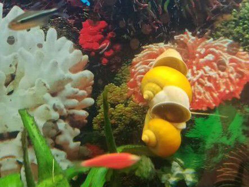 Улитки аквариумные ампулярии