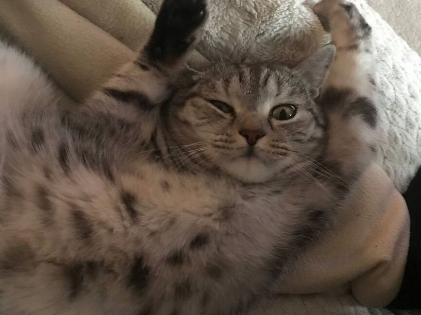 Кот в хорошие руки