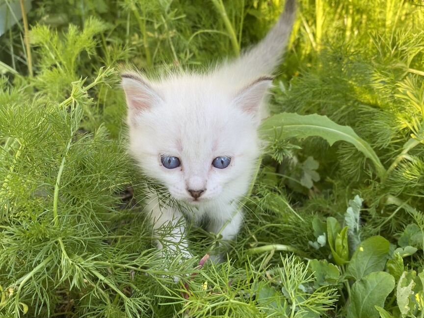 Котята в добрые руки