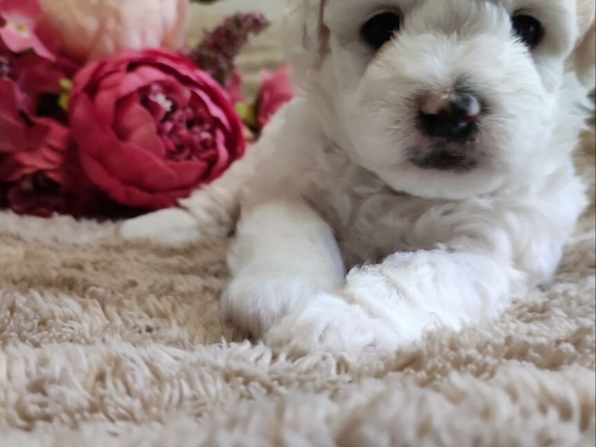 Щенки бишон фризе