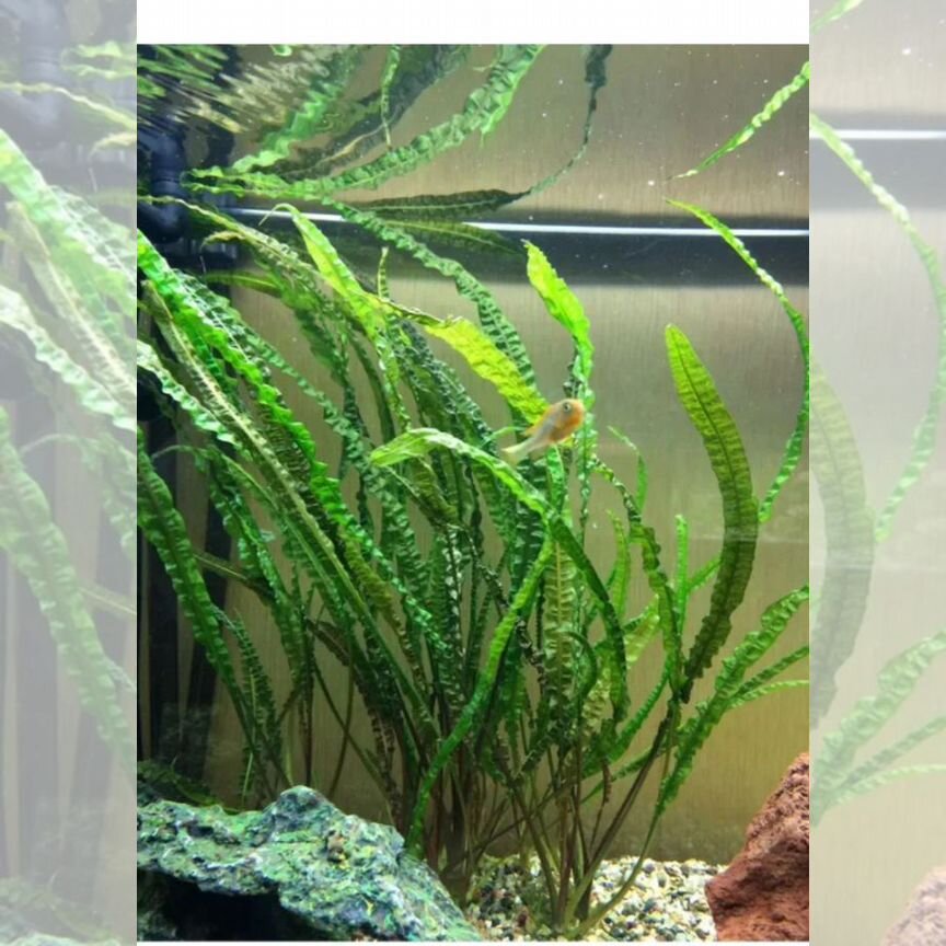Аквариумные растения