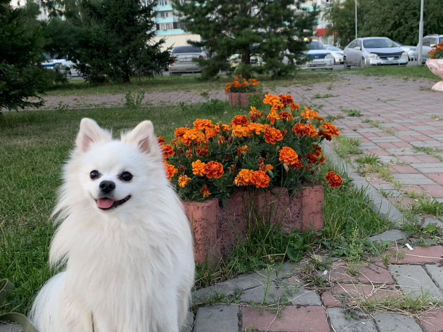 Малый немецкий шпиц (вязка)