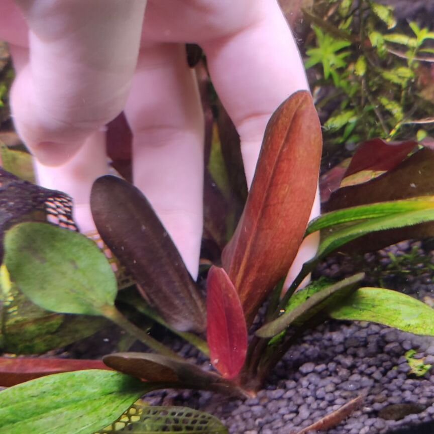 Аквариумные растения - эхинодорусы