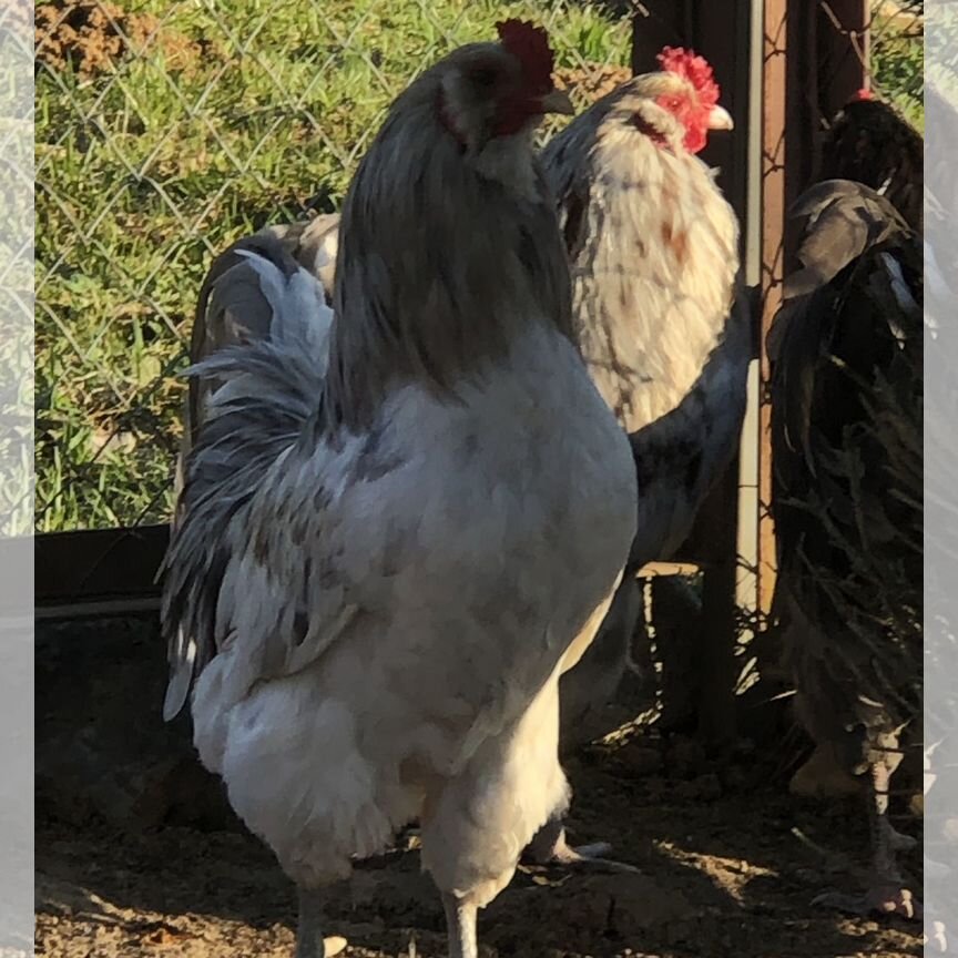 Амерауканы семья кур