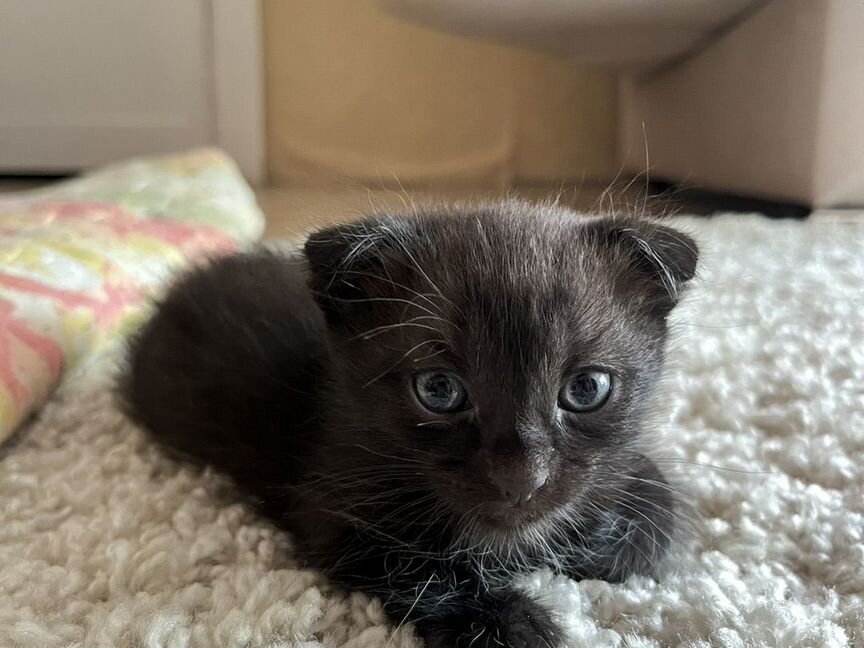 Веслоухий котик 1месяц