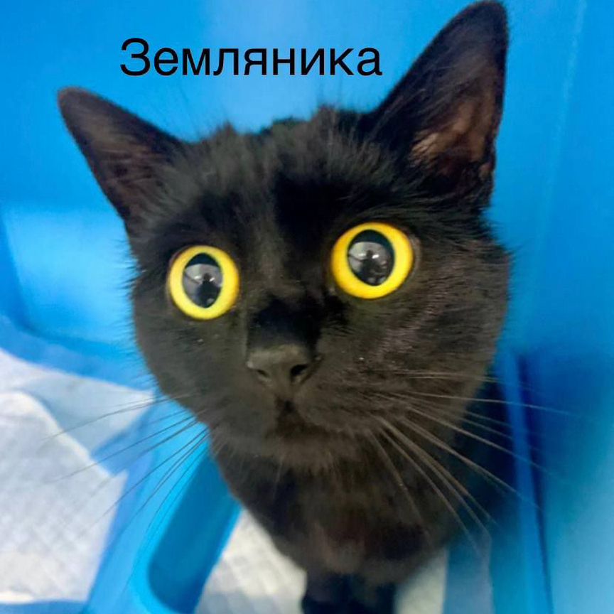 Земляника,спасите малышку, нужен дом и семья