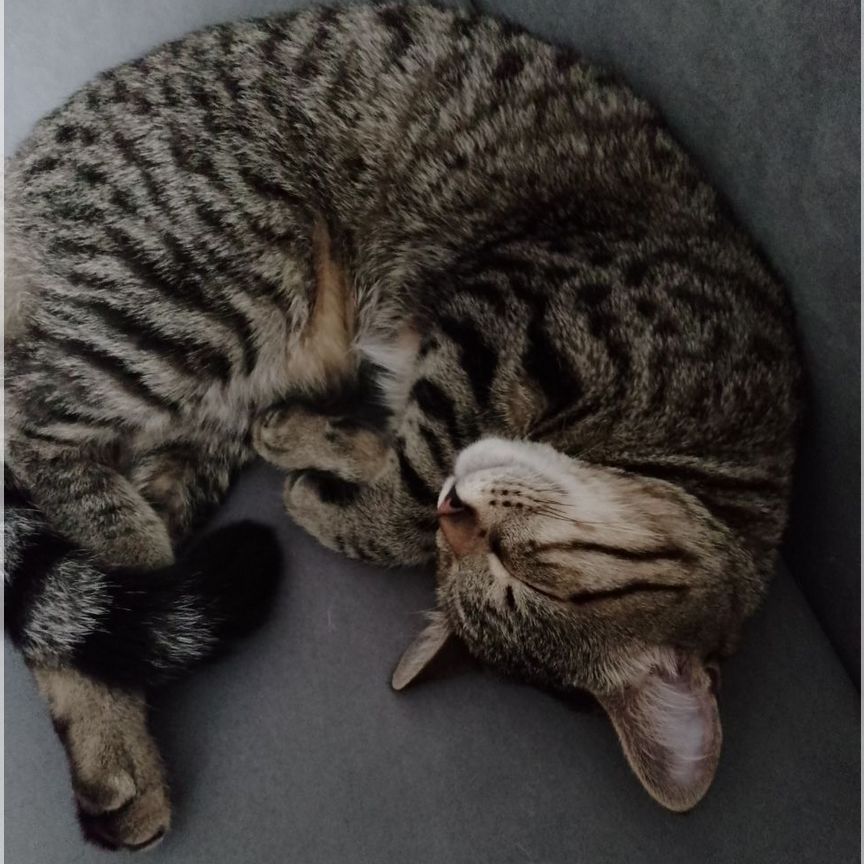 Котики бесплатно
