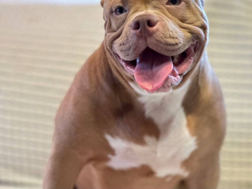 Девчонка Американского булли