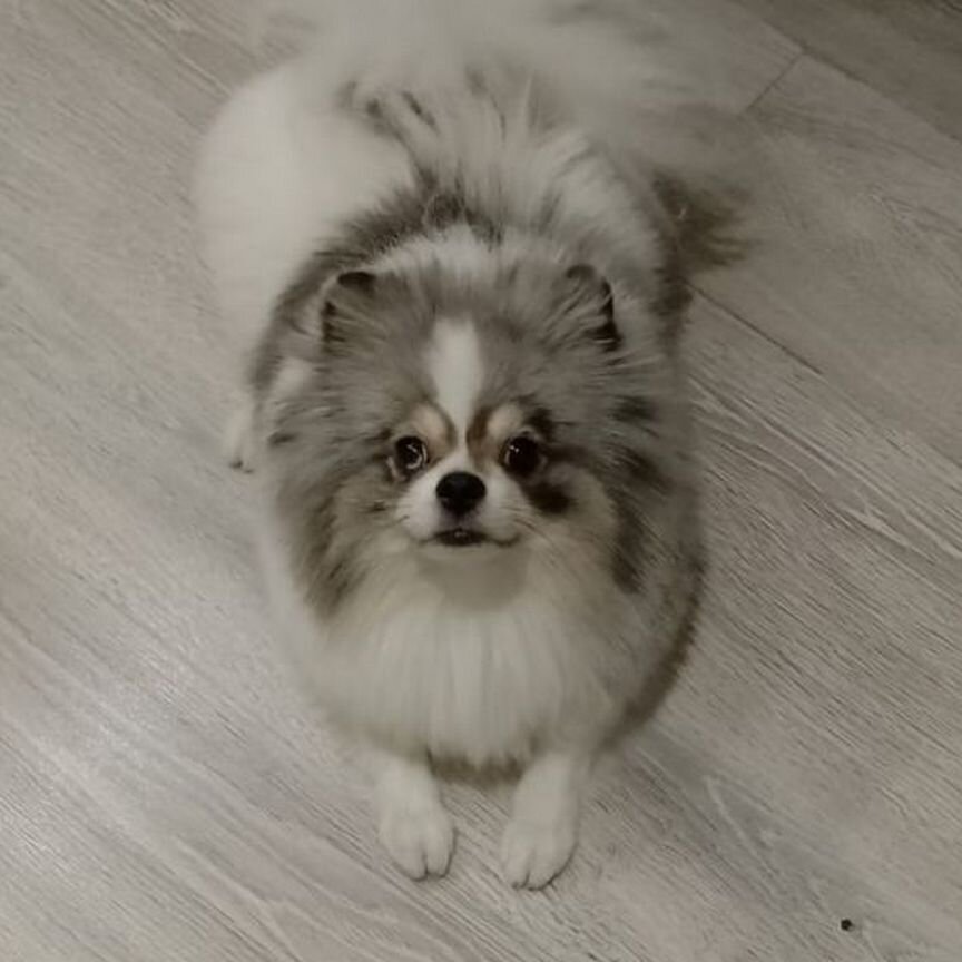 Вязка собак шпиц