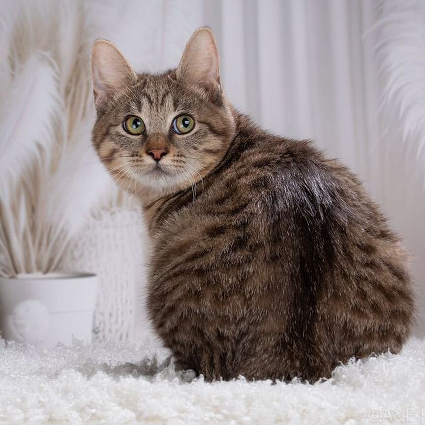Котик Курильский бобтейл
