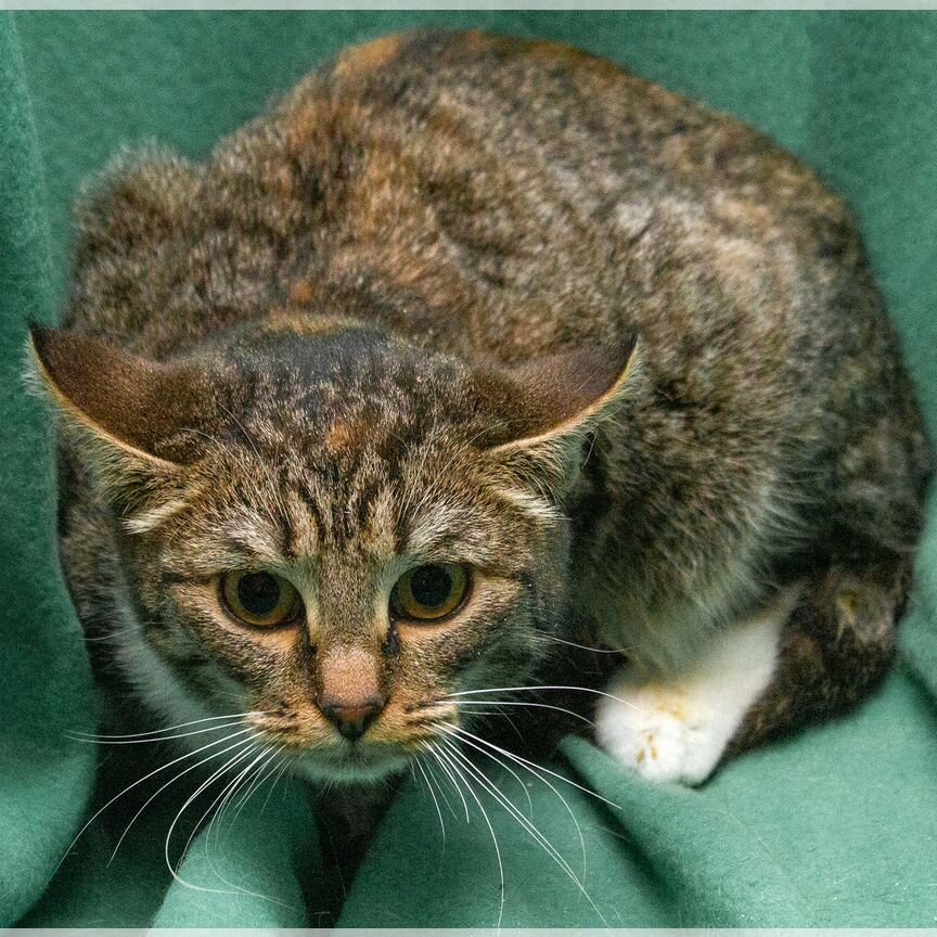 Взрослая, Девочка кошка в добрые руки