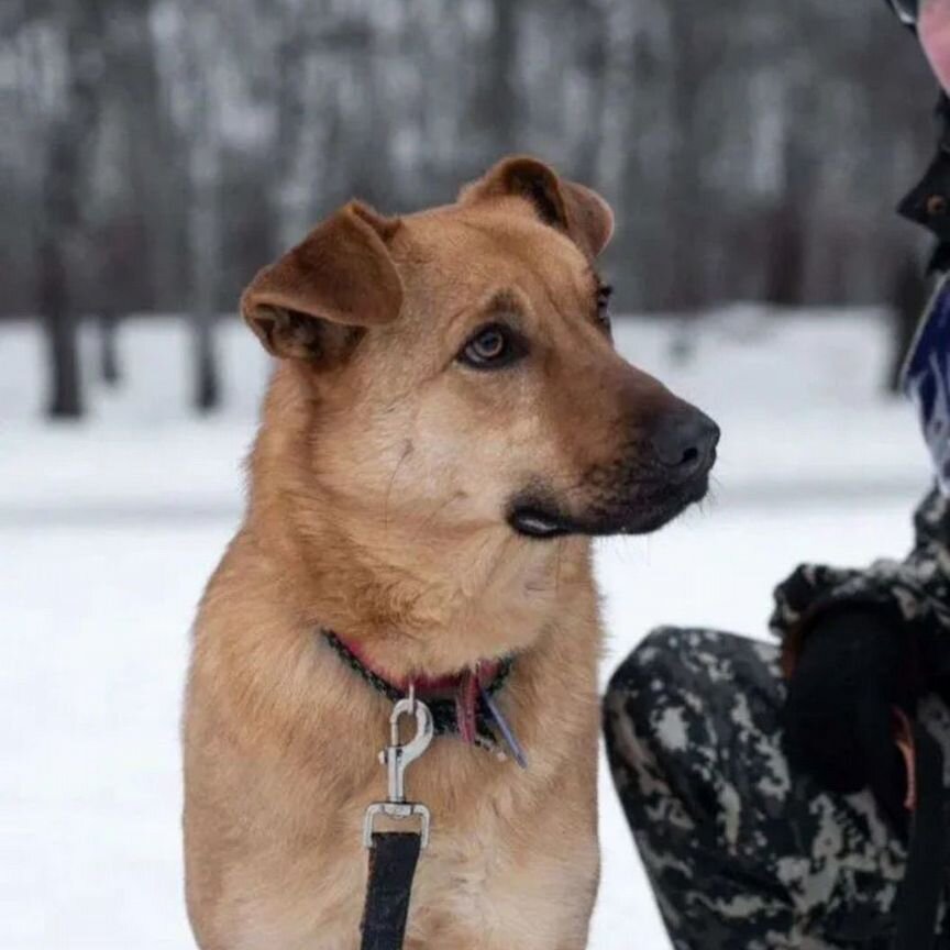 Весельчак Жак в поисках дома