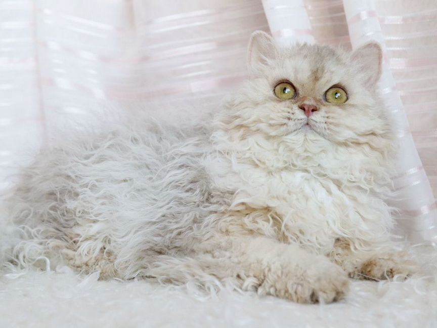 Лиловый золотистый селкирк-рекс