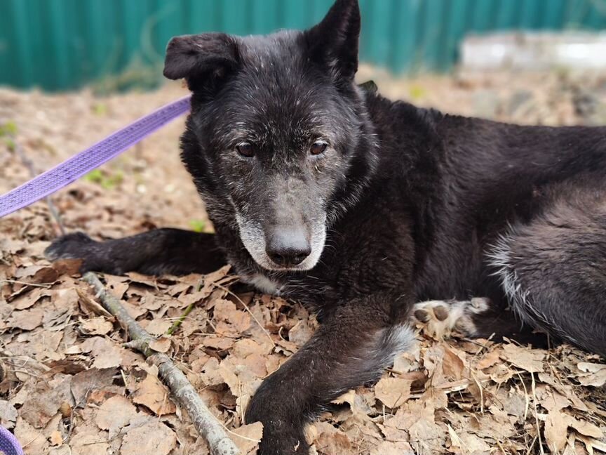 Последний приют для Василисы