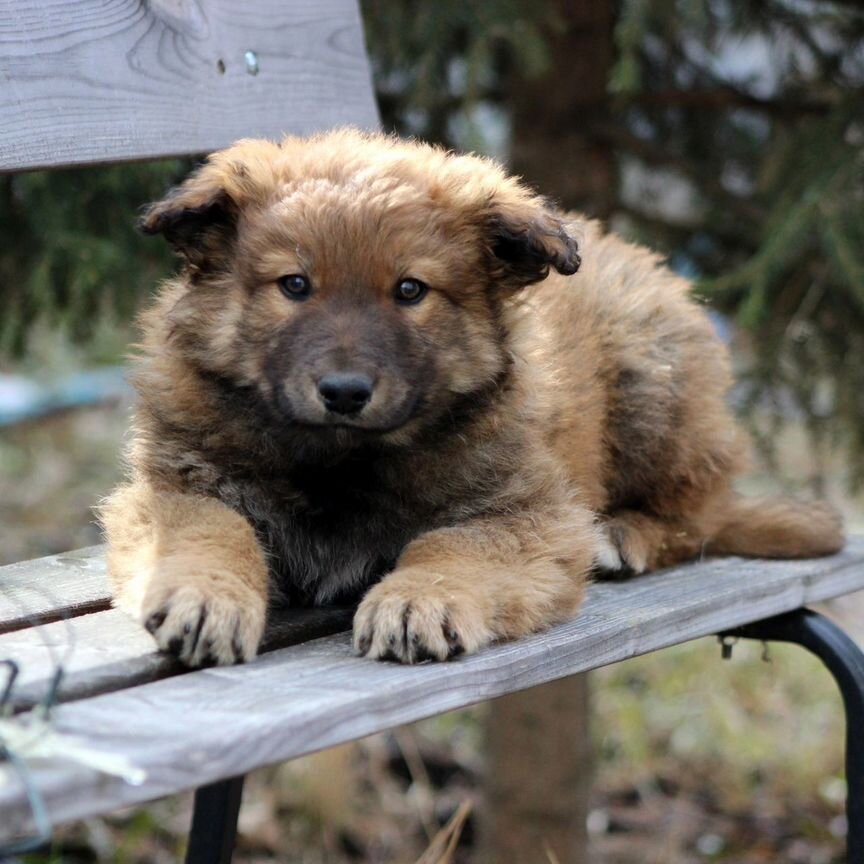 Отдам щенка в добрые руки