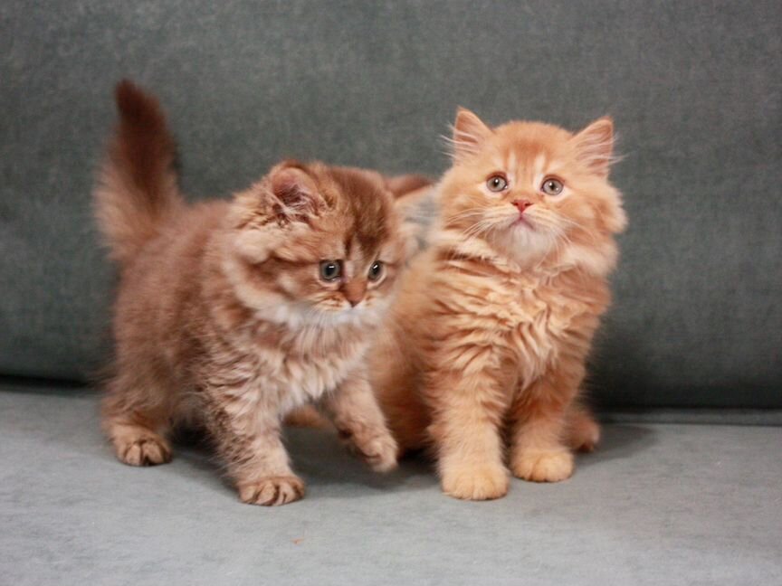 Шотландские котята