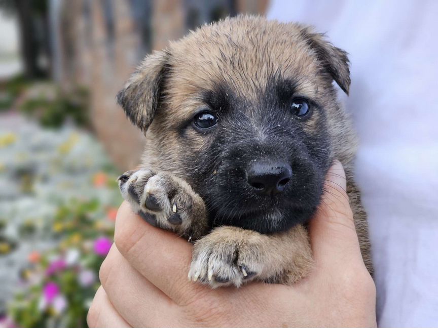 Щенок Арчи среднего размера 1 мес. Доставим