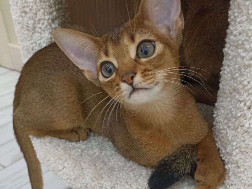 Абиссинская