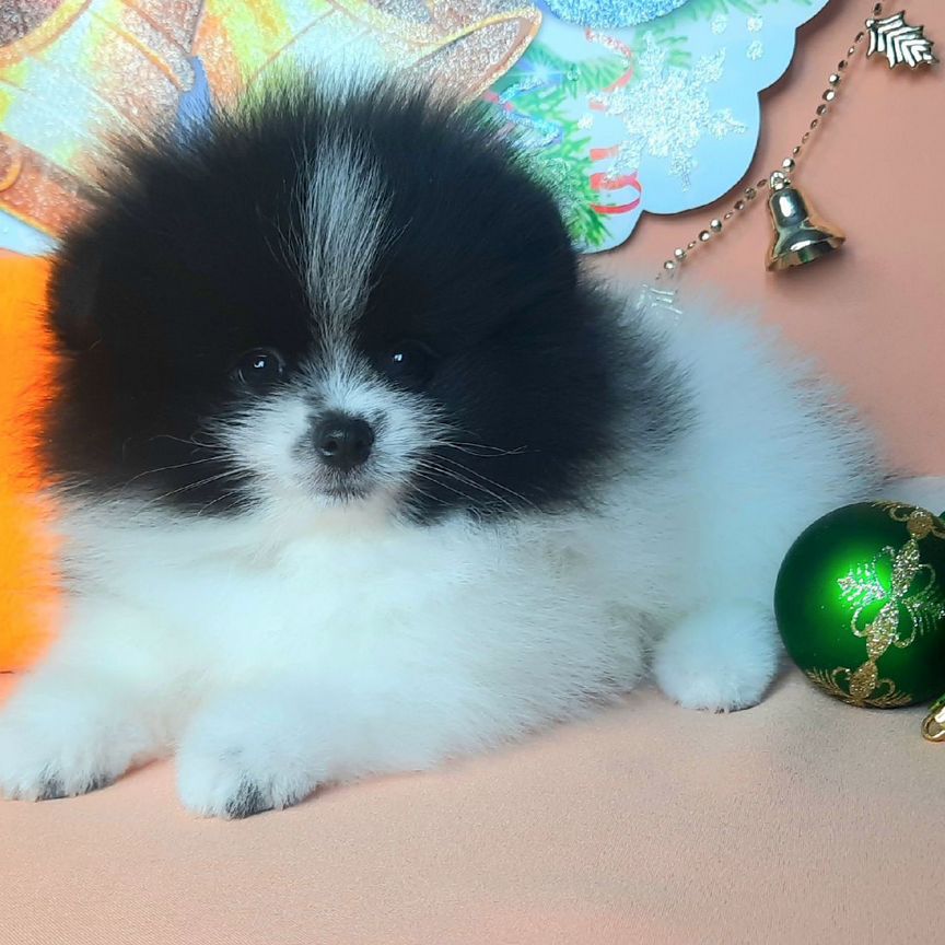 Померанский шпиц, щенок