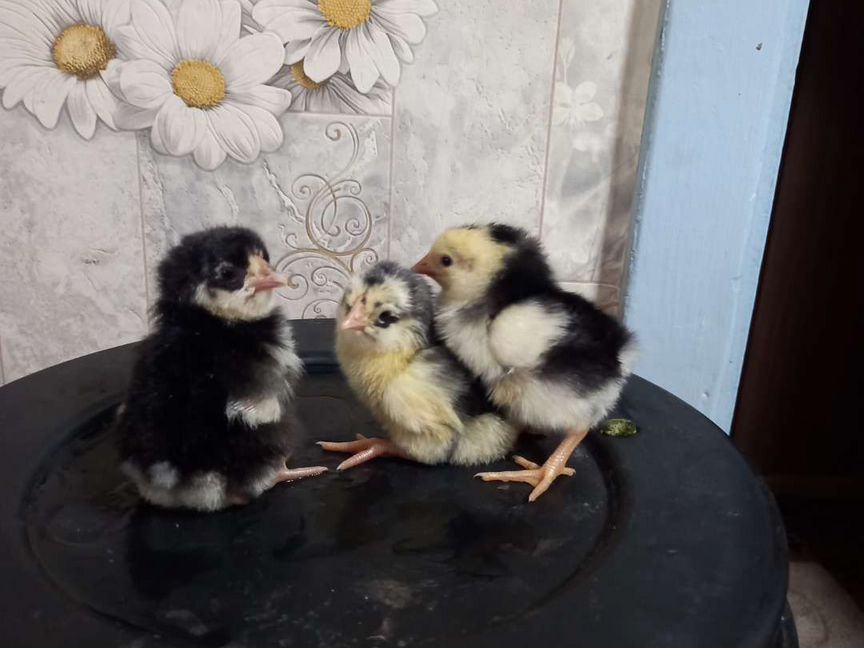 Цыплята пушкинские, доминанты,австралорп