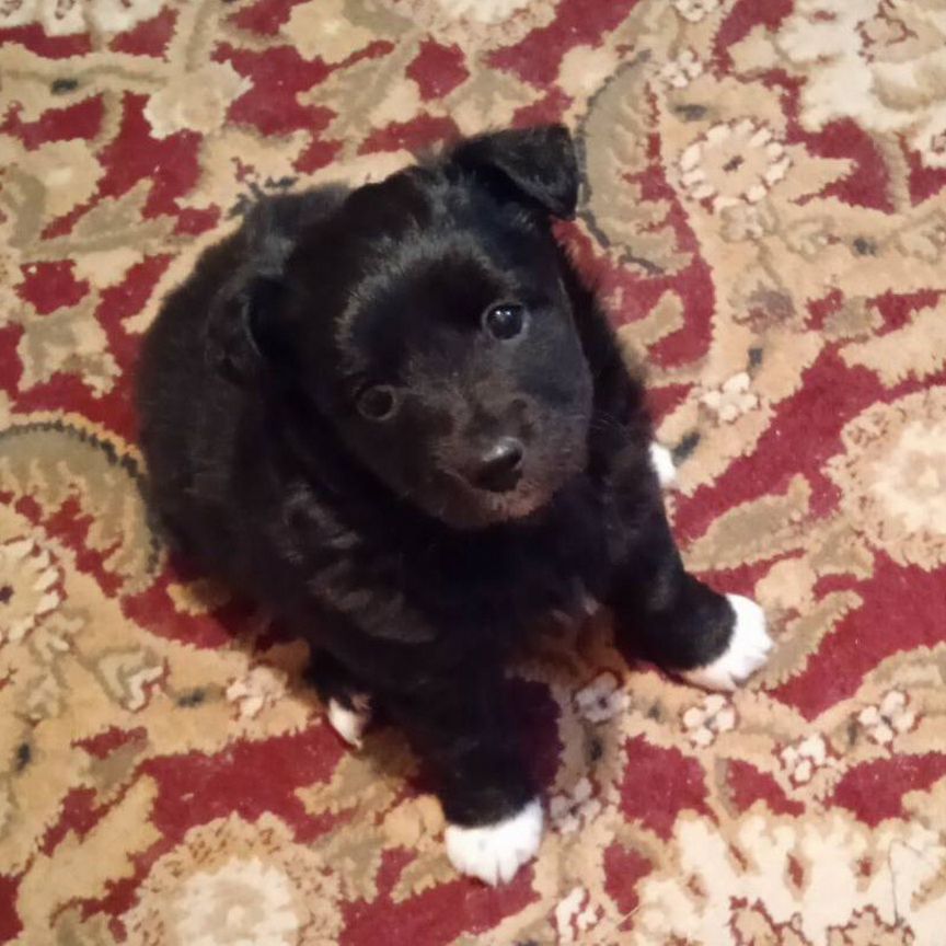 Щеночки комнатной собачки