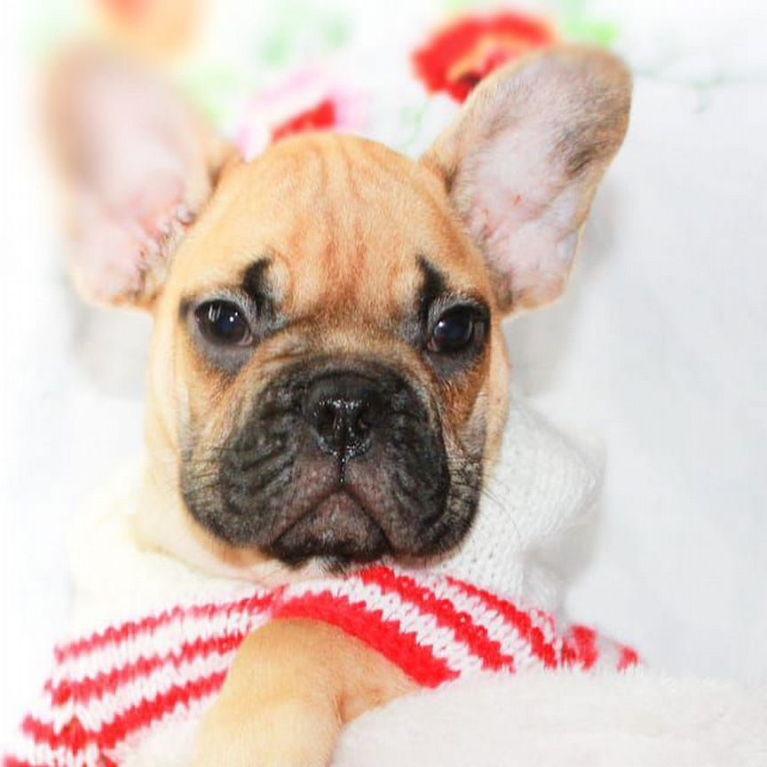 Французский бульдог щенки