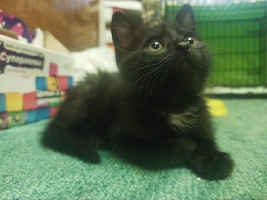 Котенок 2 месяца