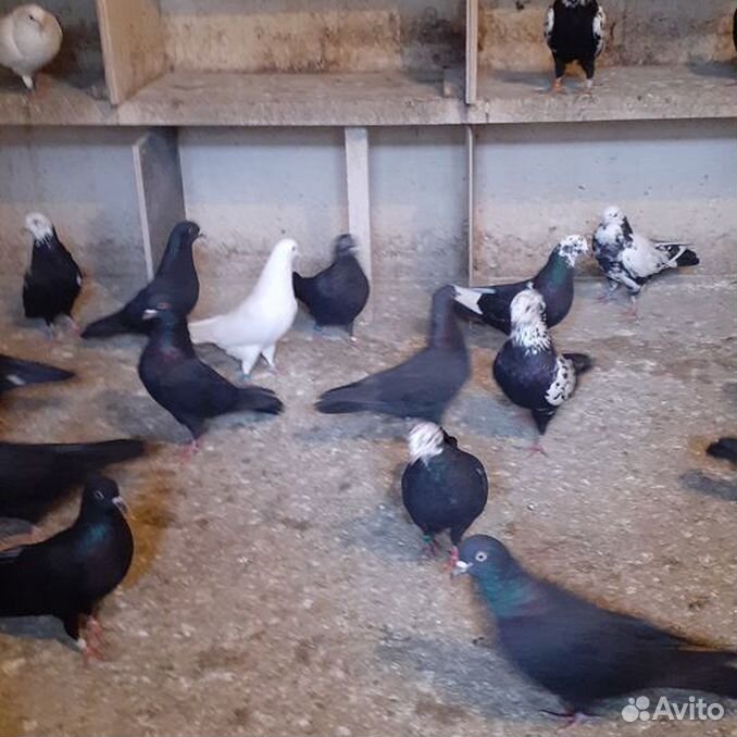 Голуби бакинские Чили