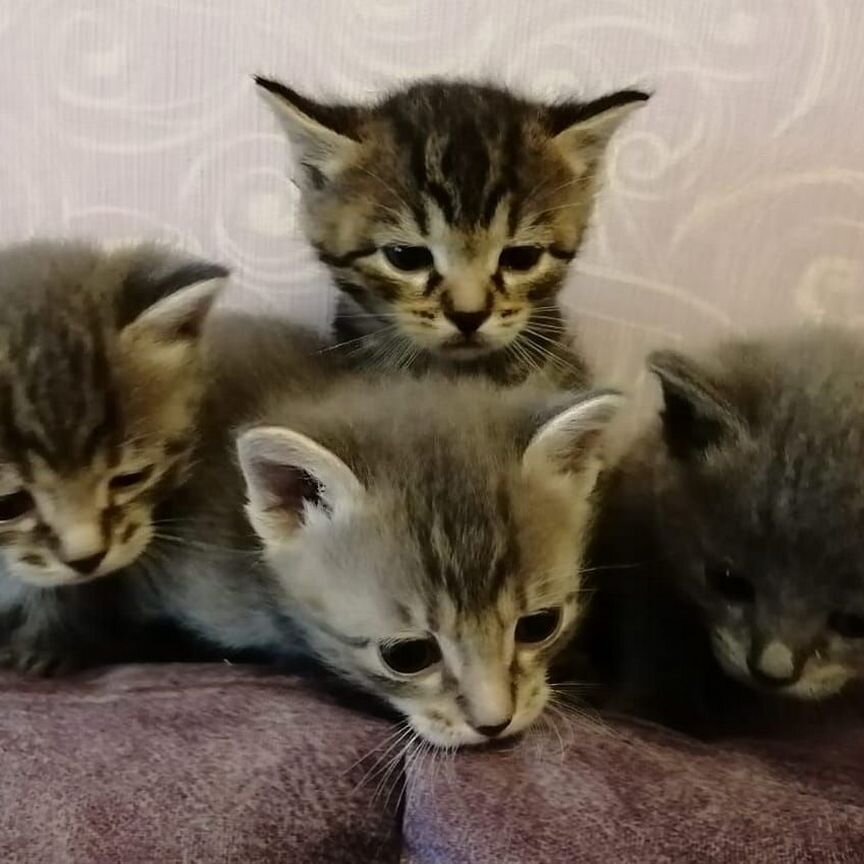 Кошка короткошерстная