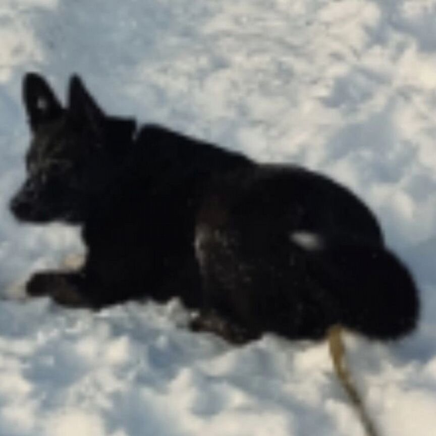 Собачка в добрые руки бесплатно