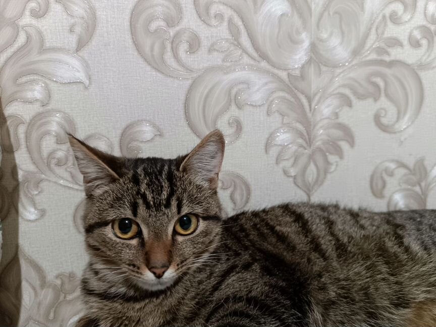 Кошка в хорошие руки