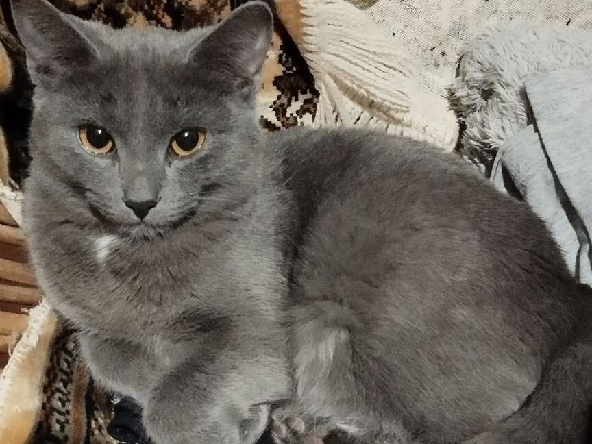 Русская голубая кошка и британец