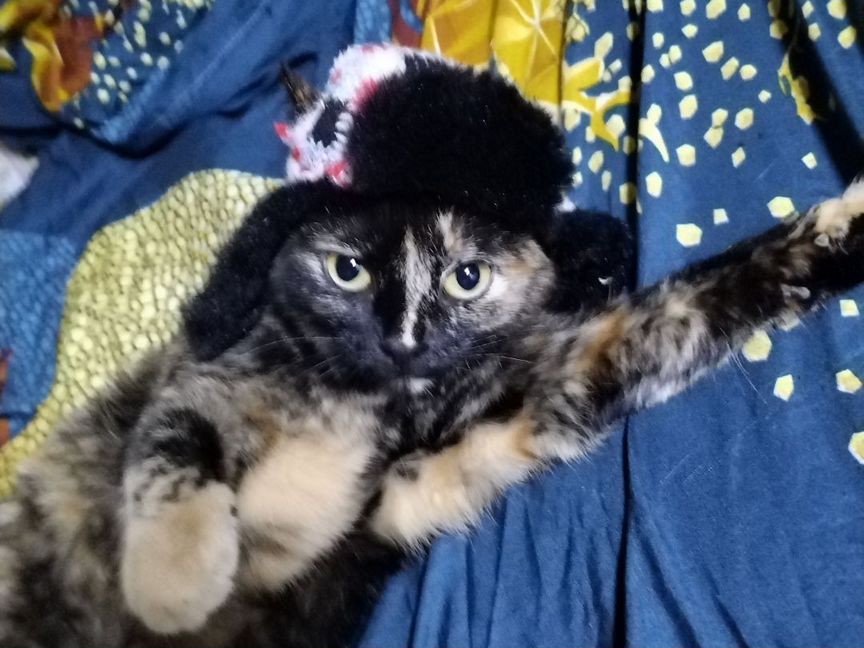 Кошка ищет дом