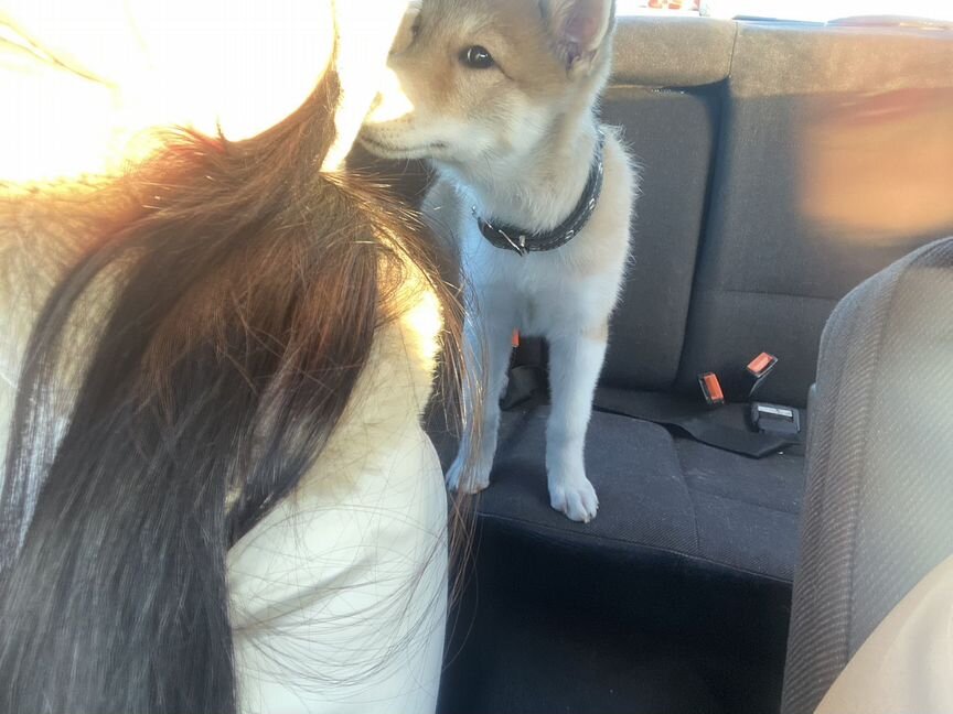 Западно сибирская лайка