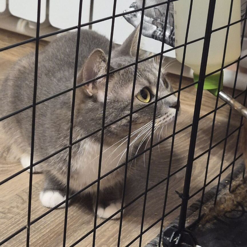 Взрослая, кошка в добрые руки