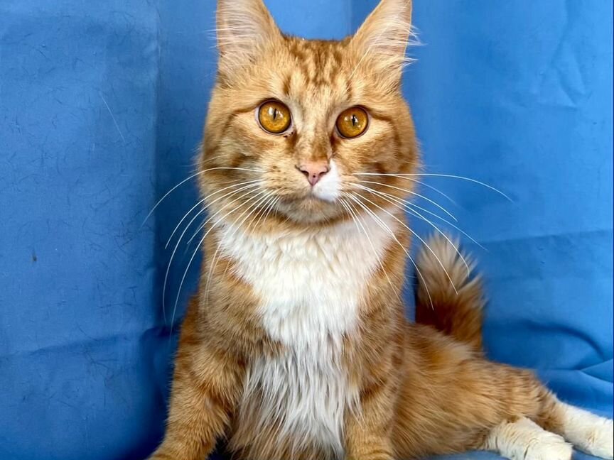 Игривый котик Лекс ищет дом