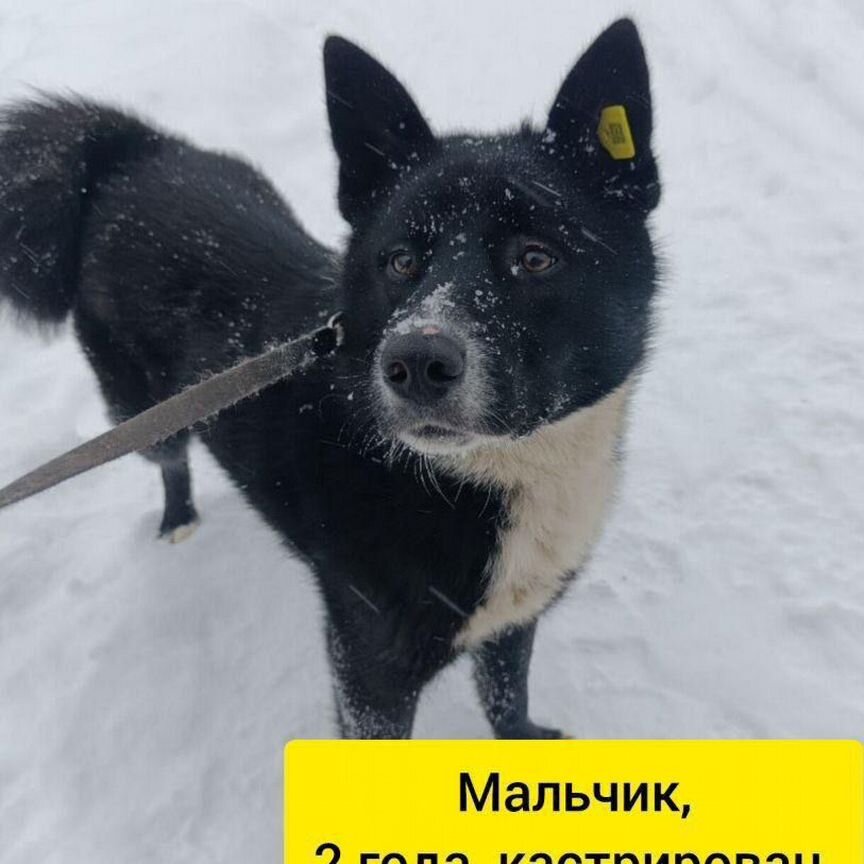 Взрослый пёс в добрые руки