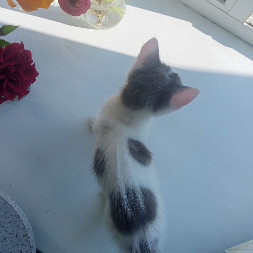 Ищем добрые руки