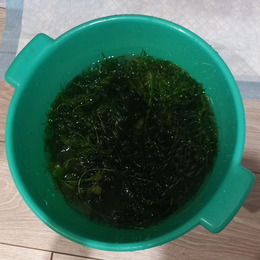 Аквариумные растения