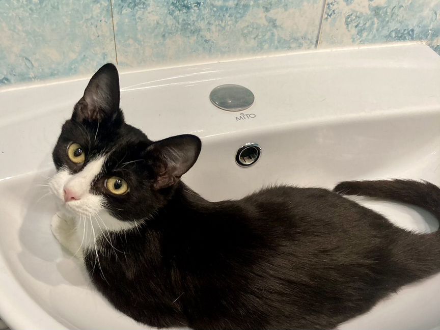 Котенок в добрые руки