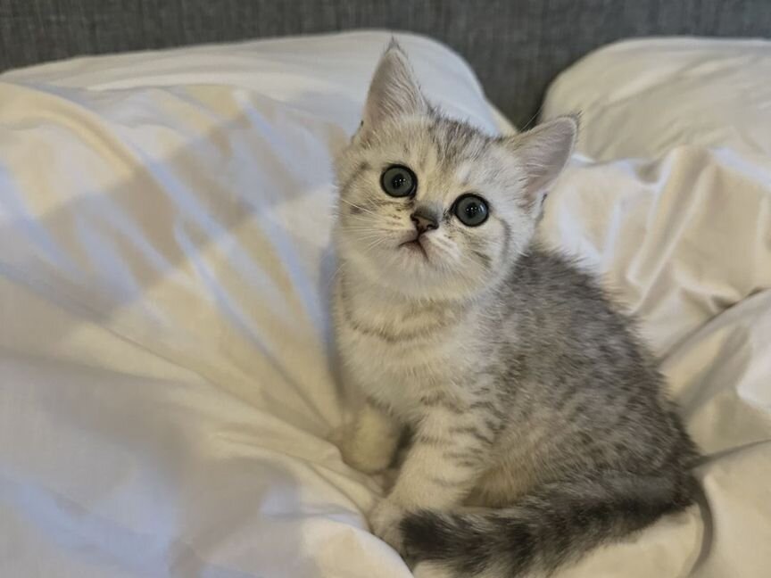 Британские котята шиншилла