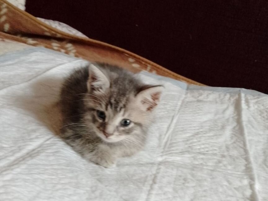 Котенок-зайчонок