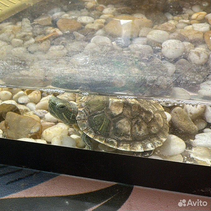 Красноухая черепаха с аквариумом