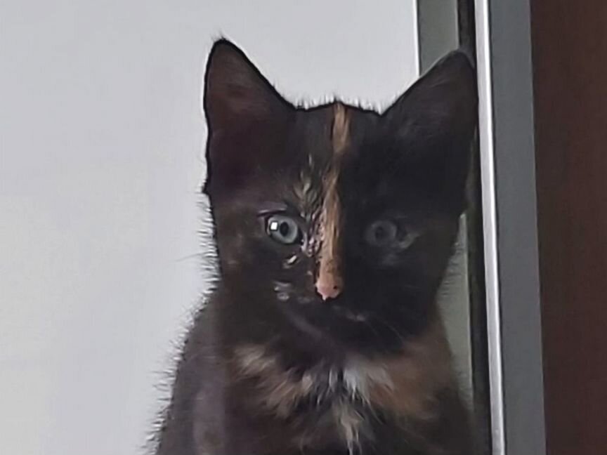 Котенок Люция