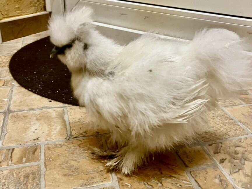 Китайские шелковые куры молодая пара