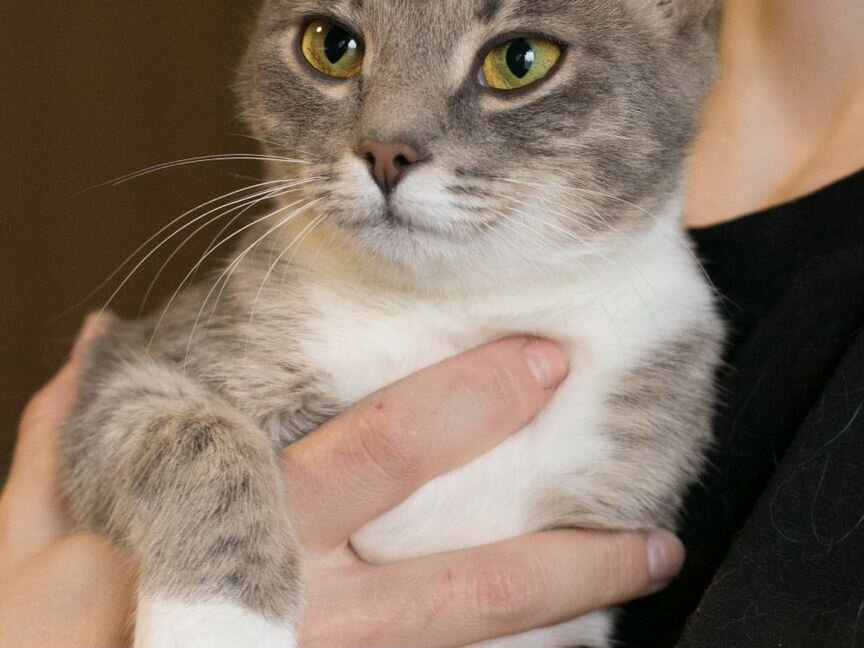 Кошка Скарлет