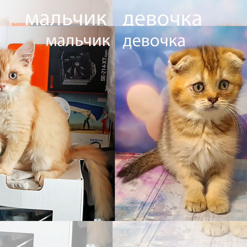 Шотландские котята
