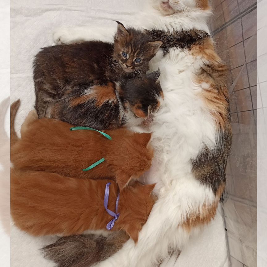 Мейн-кун котёнок