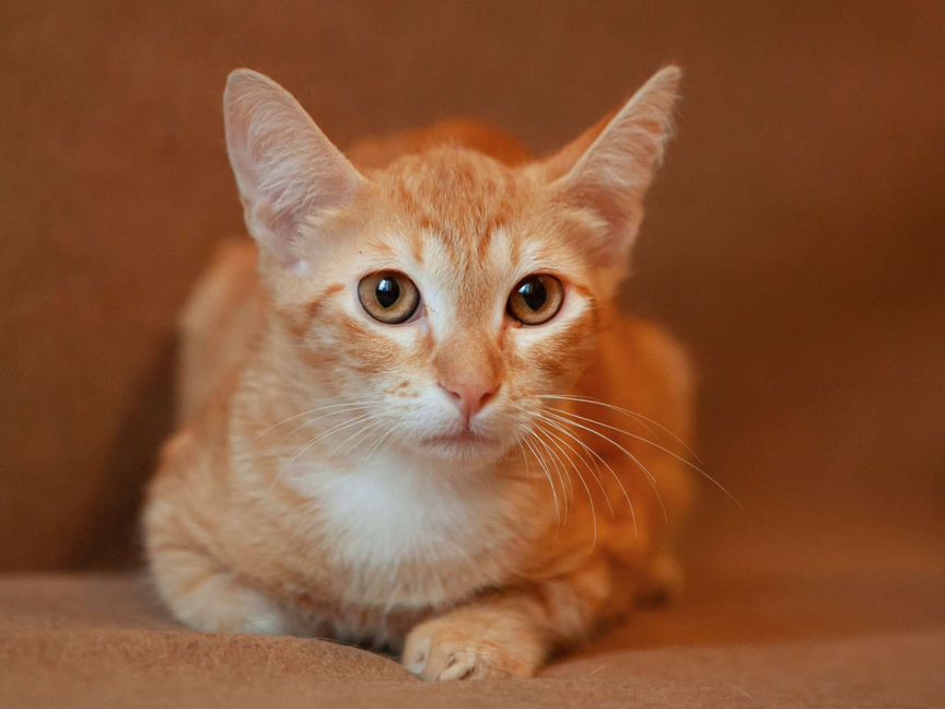 Рыжий котёнок в добрые руки